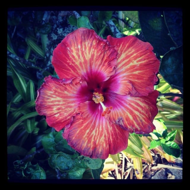 2012 Winners – Flowers – IPPAWARDS | iPhone Photography Awards