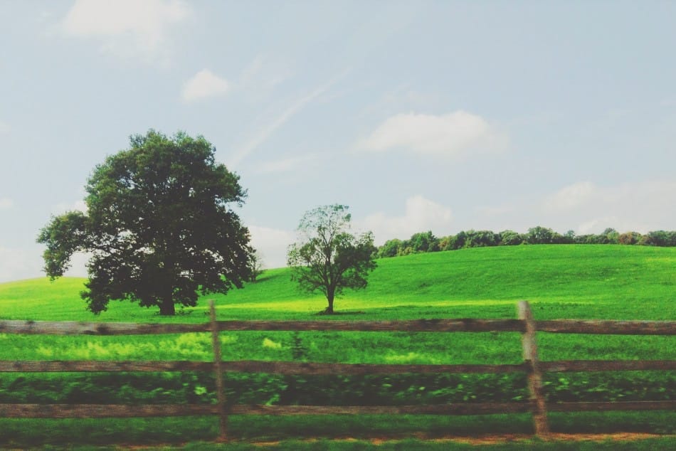 2015 Winners – Trees – IPPAWARDS | iPhone Photography Awards