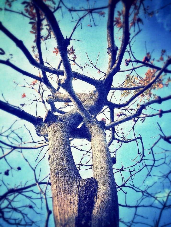 2015 Winners – Trees – IPPAWARDS | iPhone Photography Awards