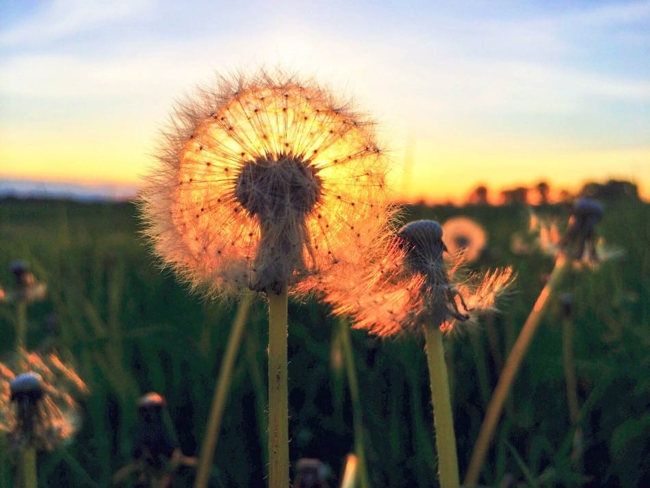 2015 Winners – Sunset – IPPAWARDS | iPhone Photography Awards