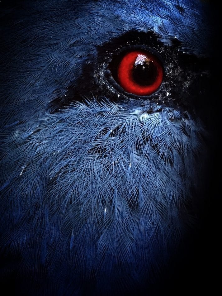 2016 Winners – Animals – IPPAWARDS | iPhone Photography Awards