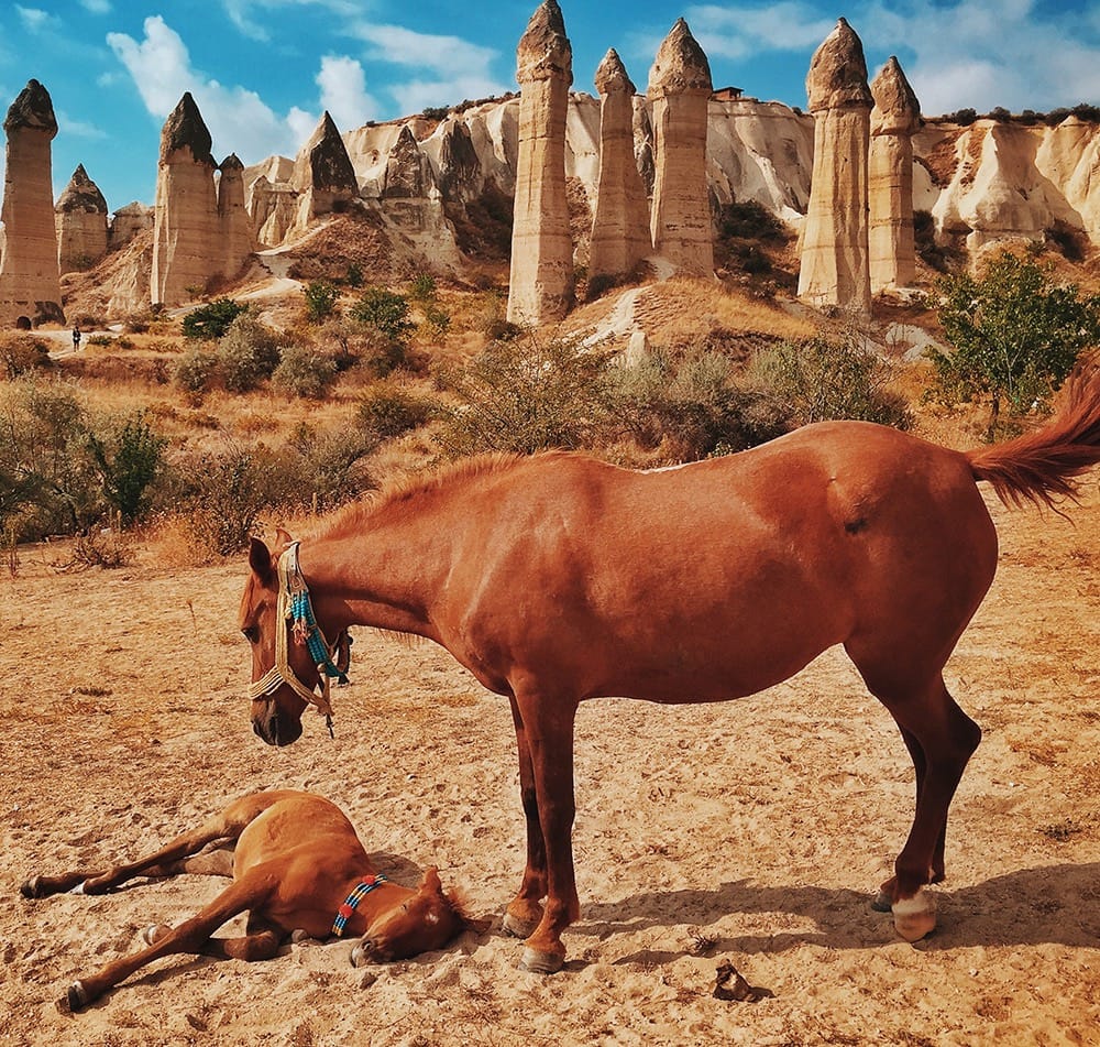 2017 Winners – Animals – IPPAWARDS | iPhone Photography Awards