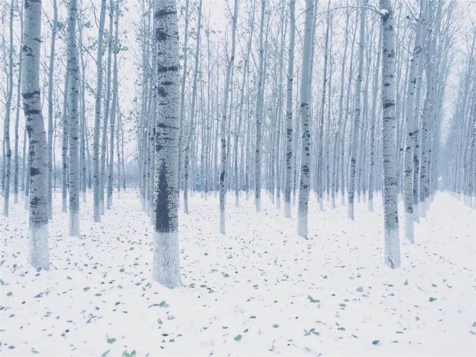 2018 Winners – Trees – IPPAWARDS | iPhone Photography Awards