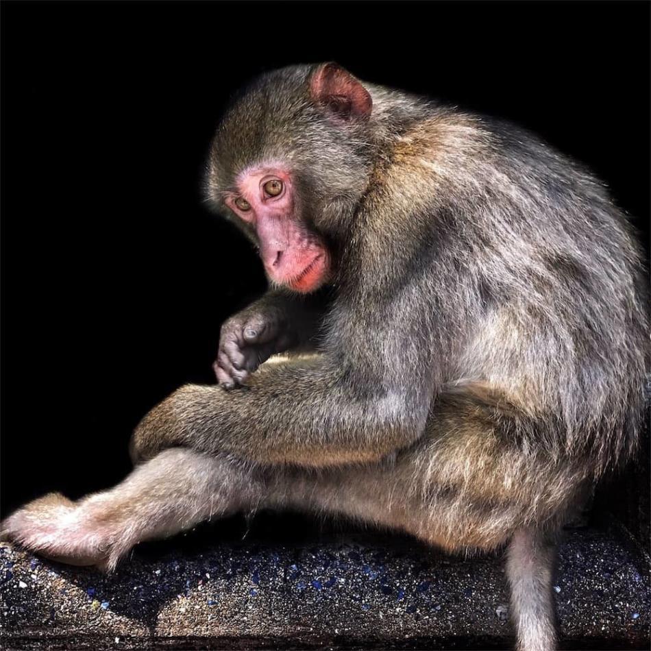 2018 Winners – Animals – IPPAWARDS | iPhone Photography Awards