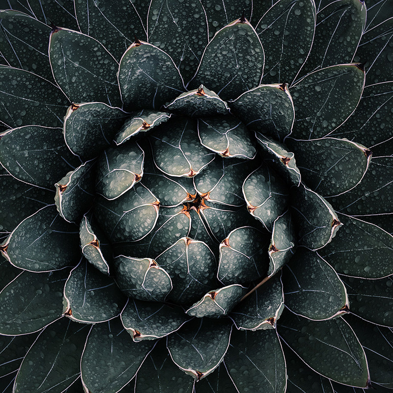 2019 Winners – Floral – IPPAWARDS | iPhone Photography Awards