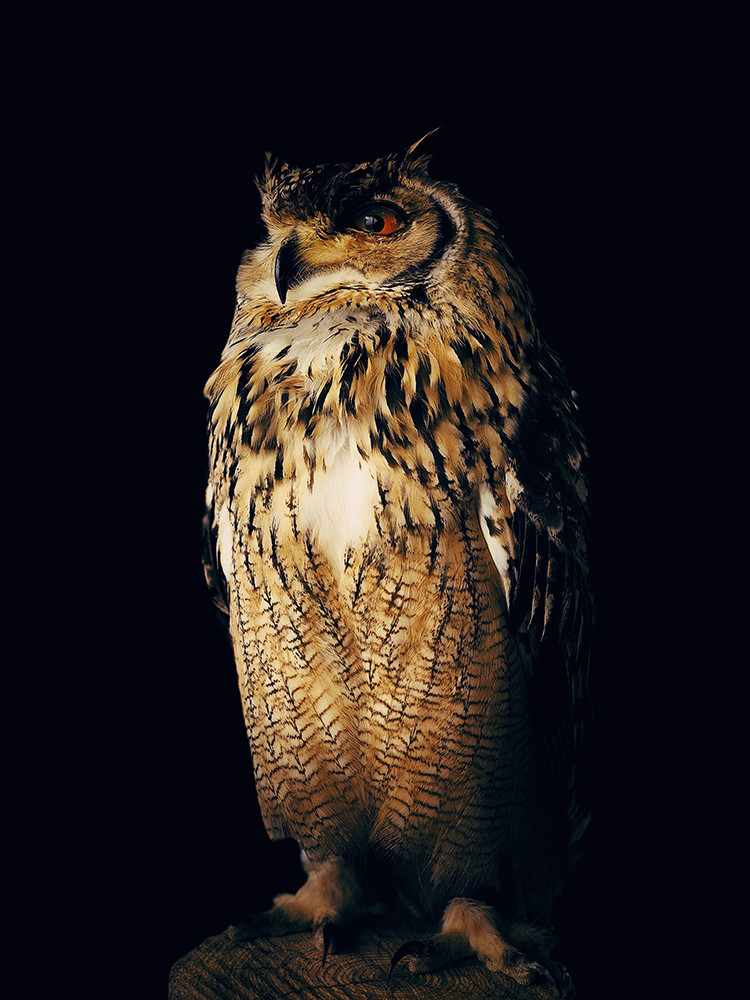 2019 Winners – Animals – IPPAWARDS | iPhone Photography Awards