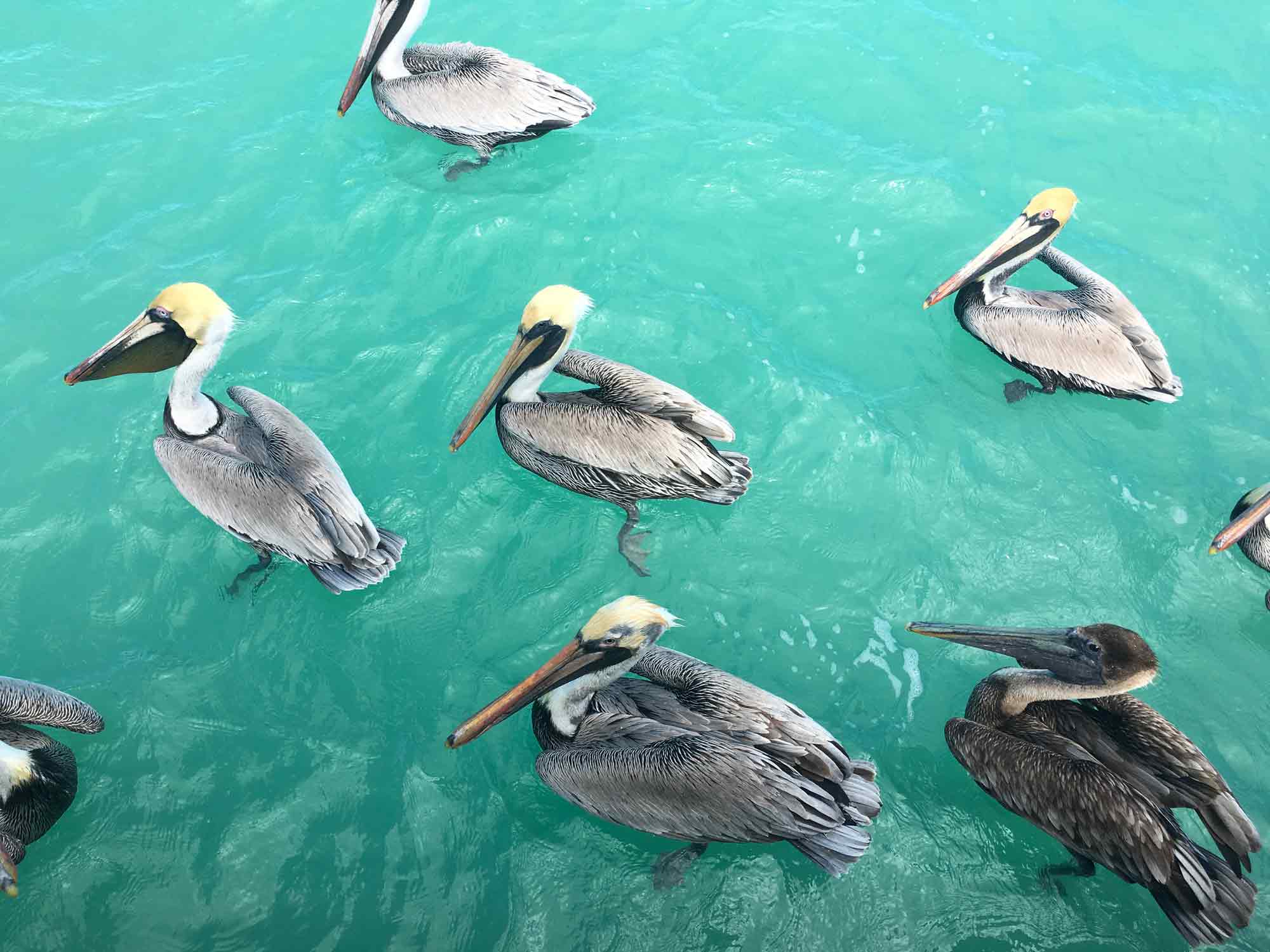 1_2_Jamie-Spooner-Animals – IPPAWARDS | iPhone Photography Awards