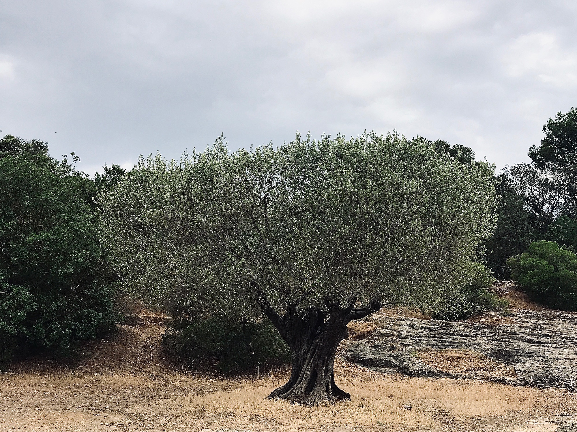 Ming Hong Chen – Taiwan – IPPAWARDS | iPhone Photography Awards