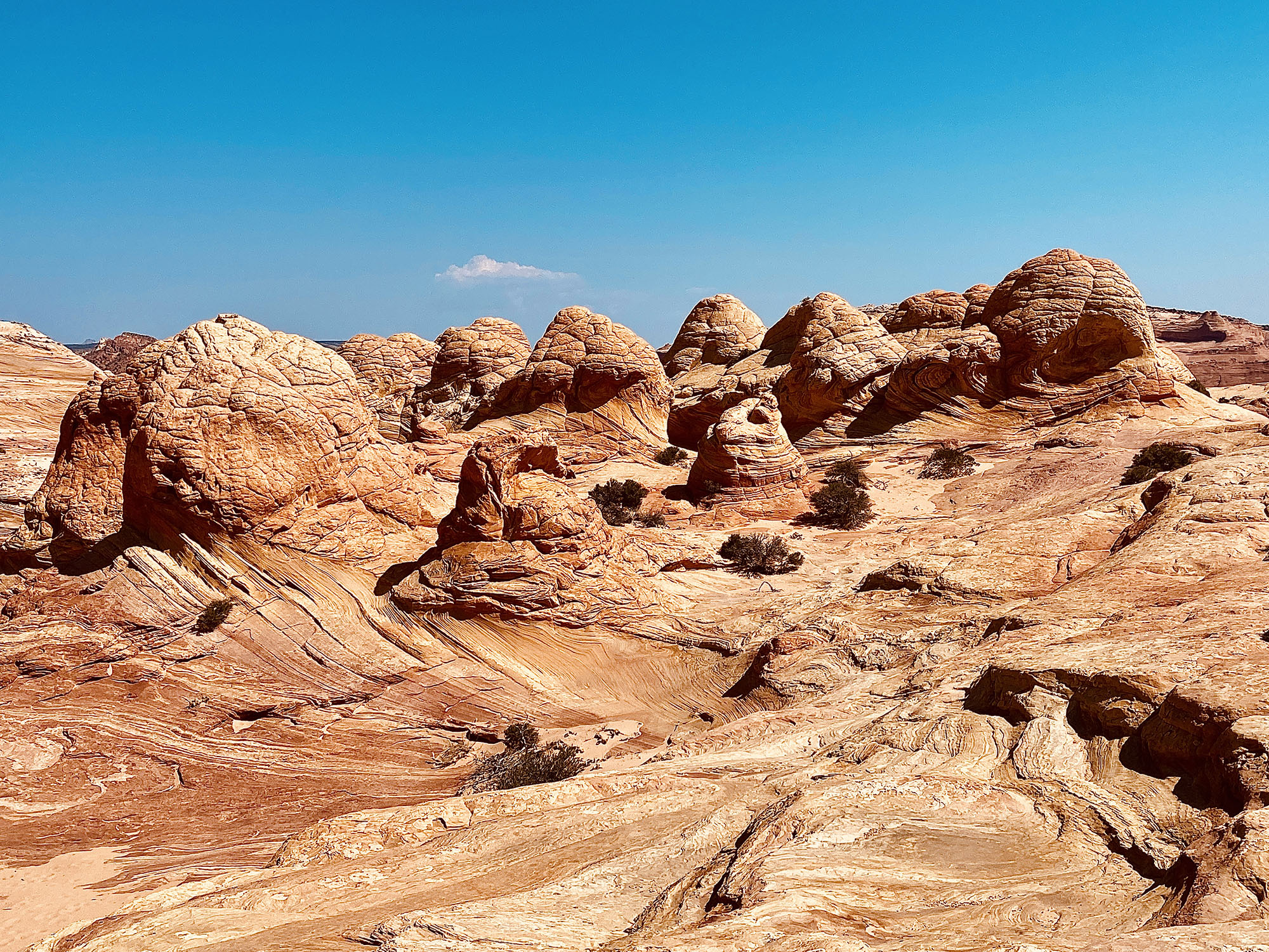 Lizhi Wang – California – IPPAWARDS | iPhone Photography Awards